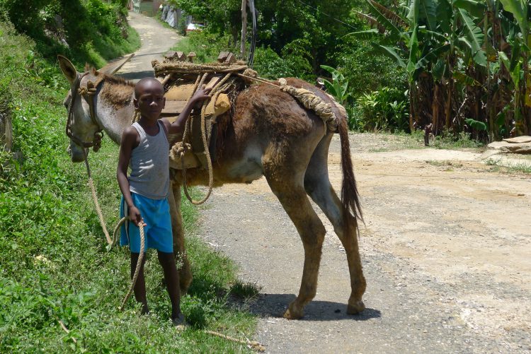 A Boy and His Donkey - YardEdge